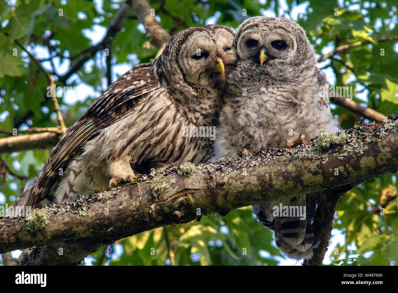 Barred Owl Baby