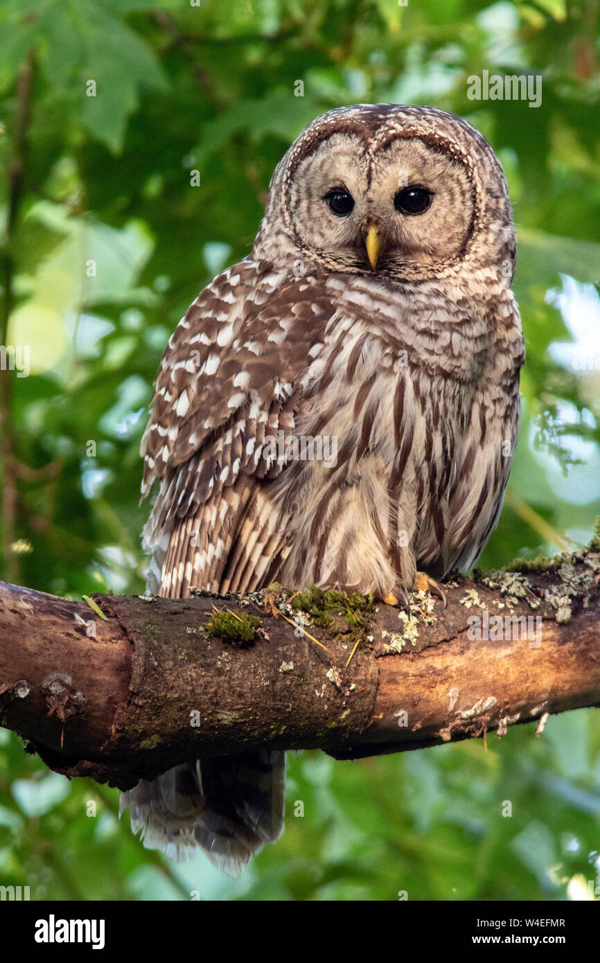 Vancouver Owl High Resolution Stock Photography and Images - Alamy