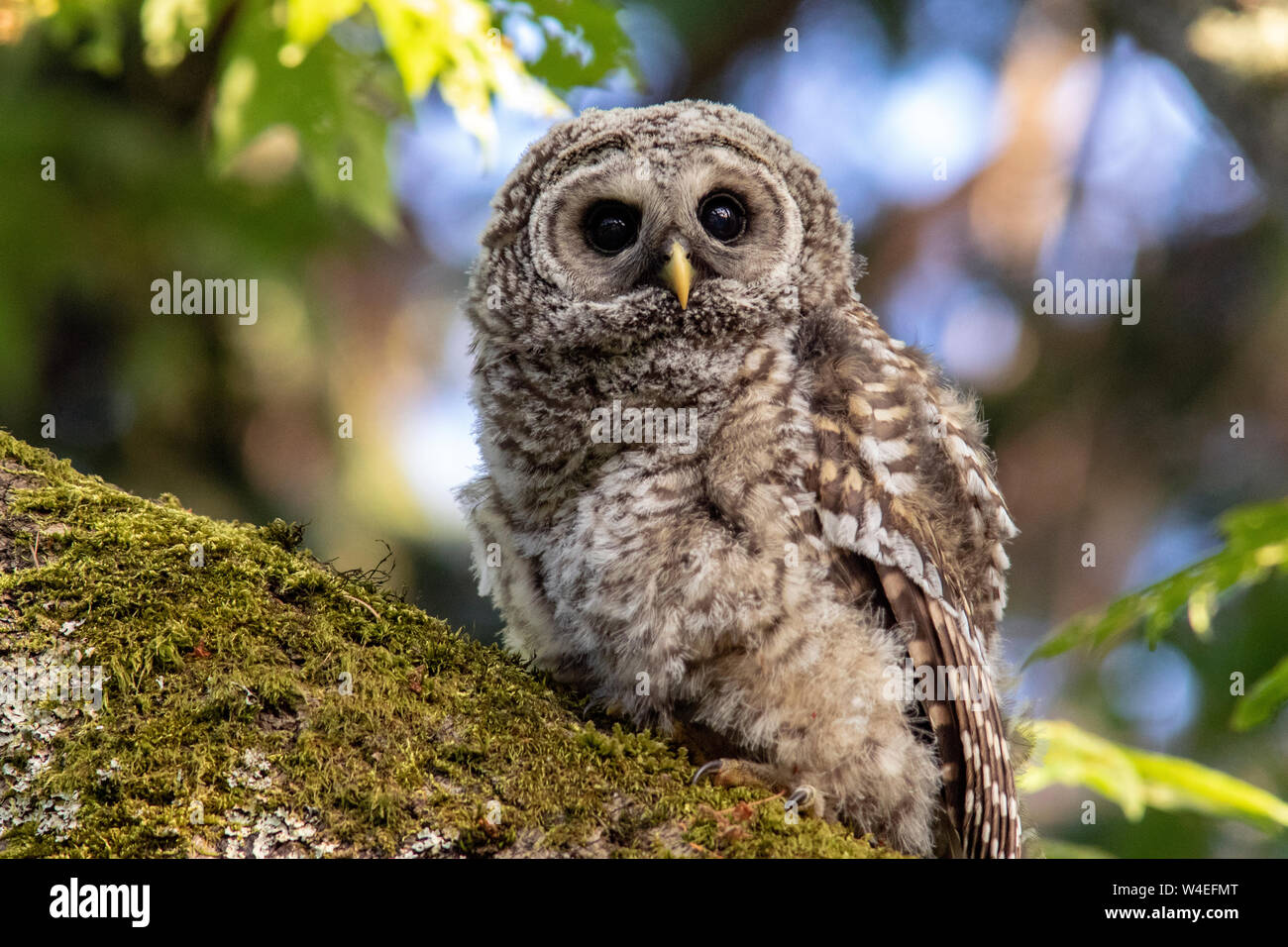 Juvenile Barred owl (Strix varia) in Beacon Hill Park - Victoria ...