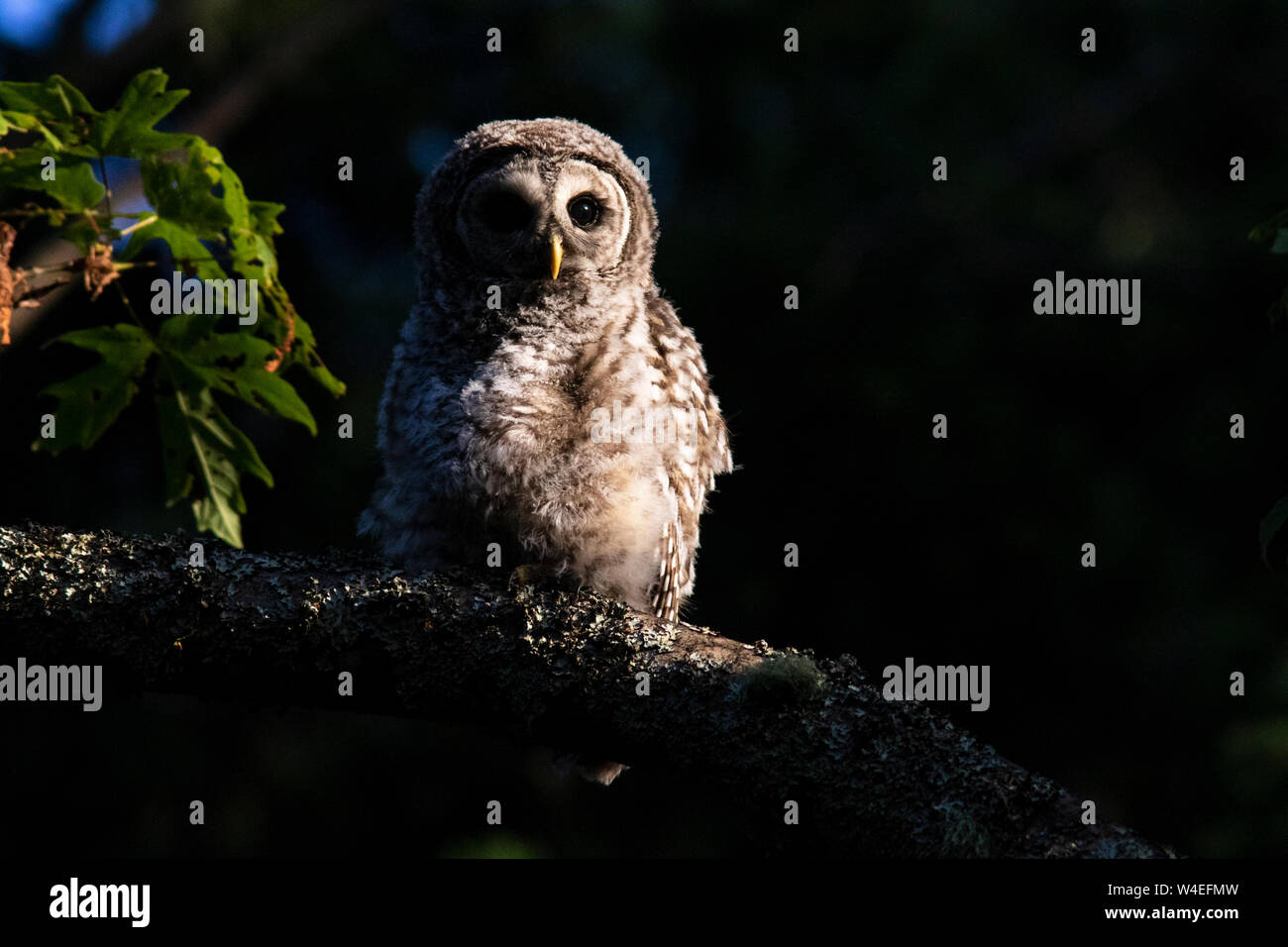Vancouver owl hi-res stock photography and images - Alamy