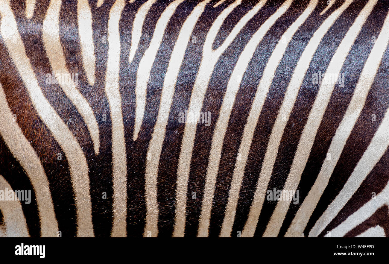 Zebra striped pattern of black and white Stock Photo - Alamy