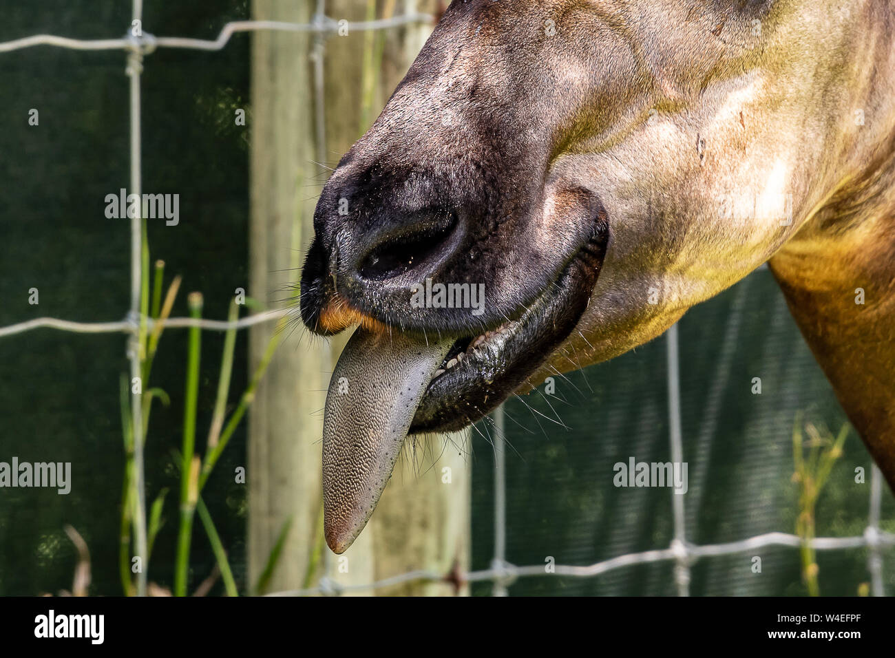 Long tongue animal hi-res stock photography and images - Alamy