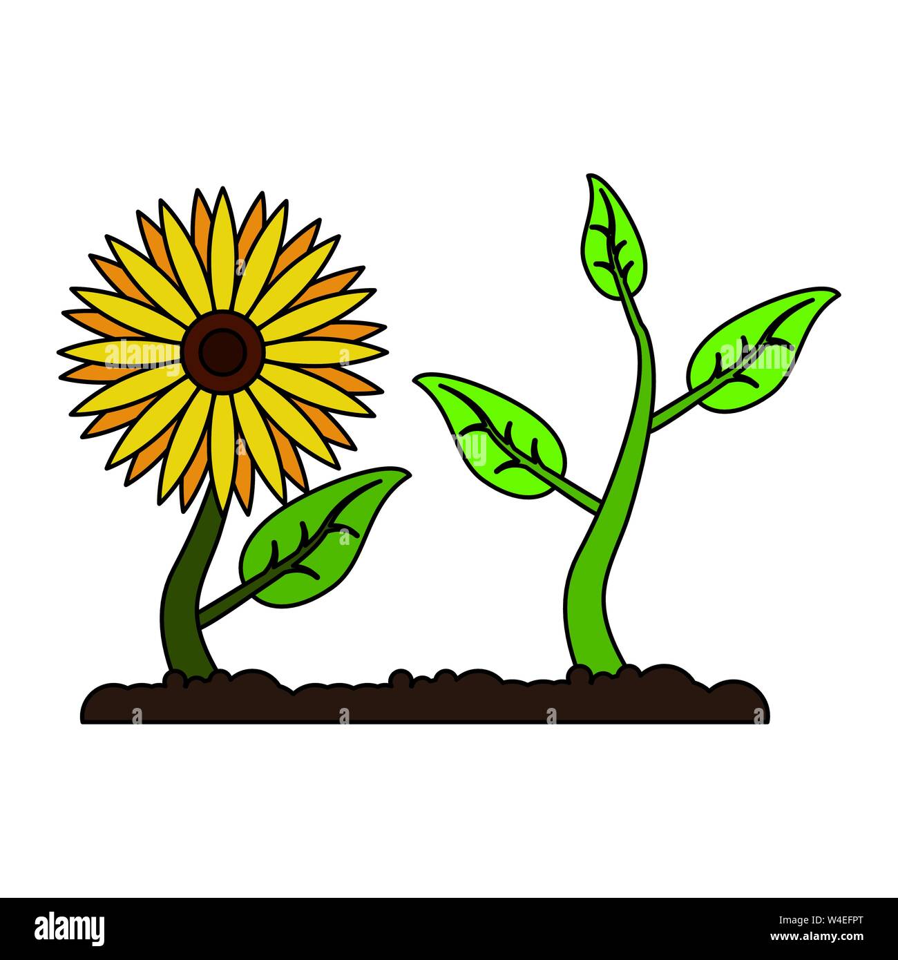 sunflower with plant growing cartoon Stock Vector Image & Art - Alamy