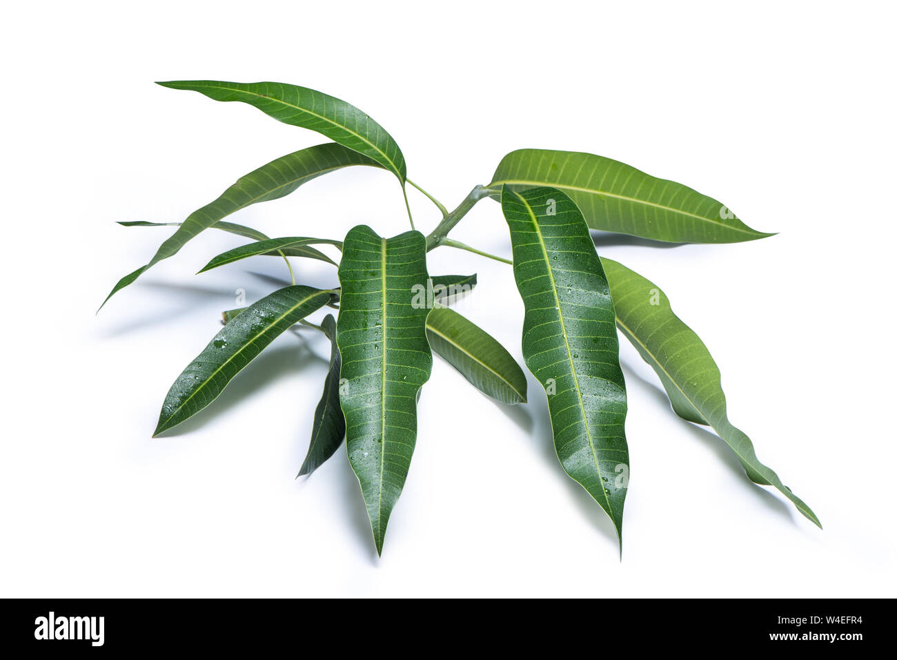 Green fresh mango leaves isolated on white background, beautiful vein ...