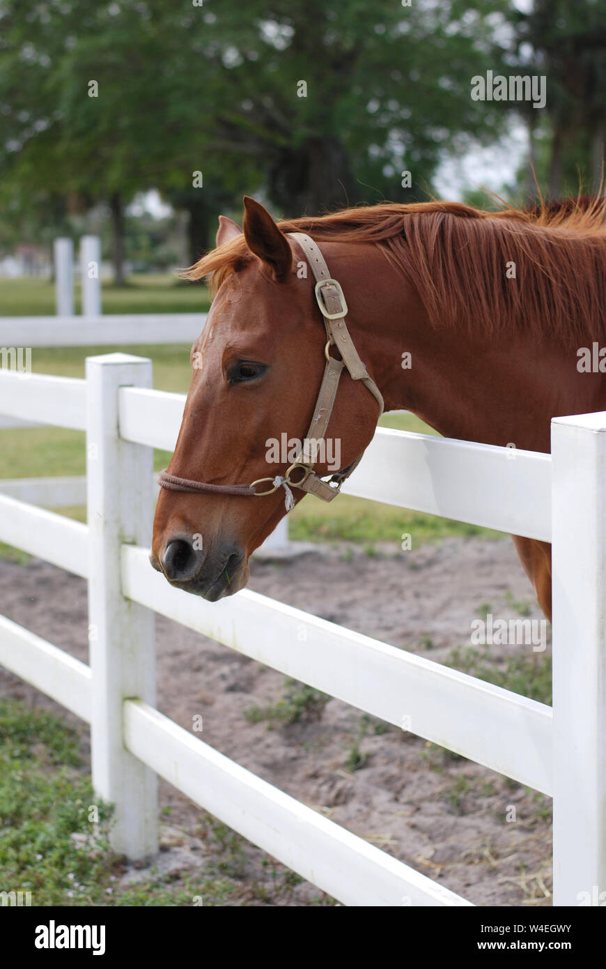 Light Brown Horse at the White Fence Side View Stock Photo - Alamy