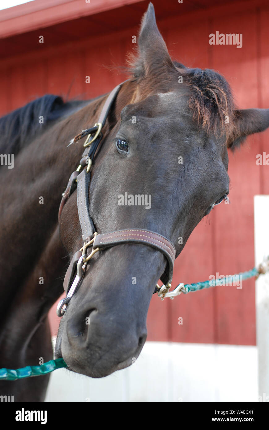 Dark horse head hi-res stock photography and images - Alamy