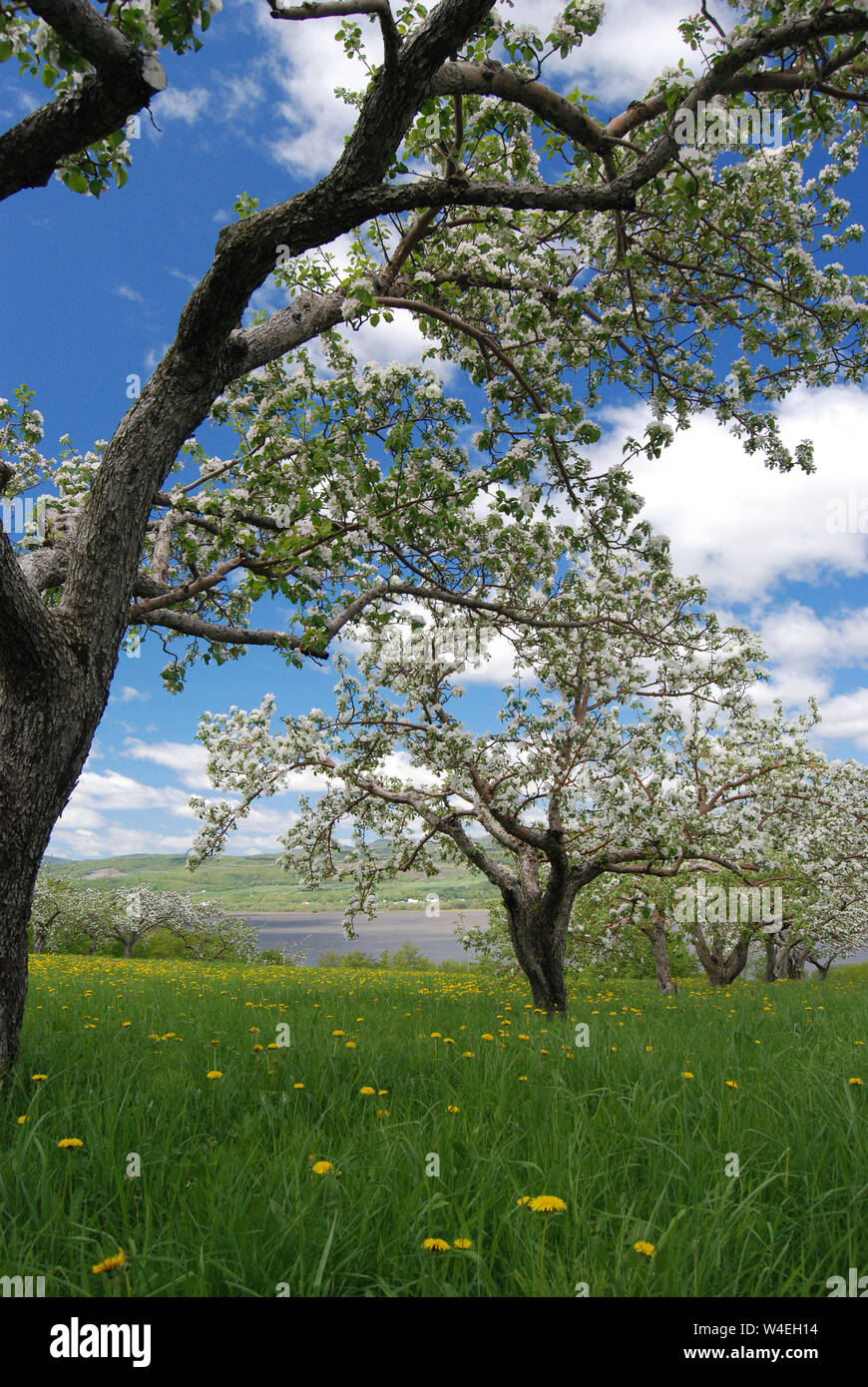 Beautiful Apple Trees in Full Bloom with Dandelions and Grass Stock ...