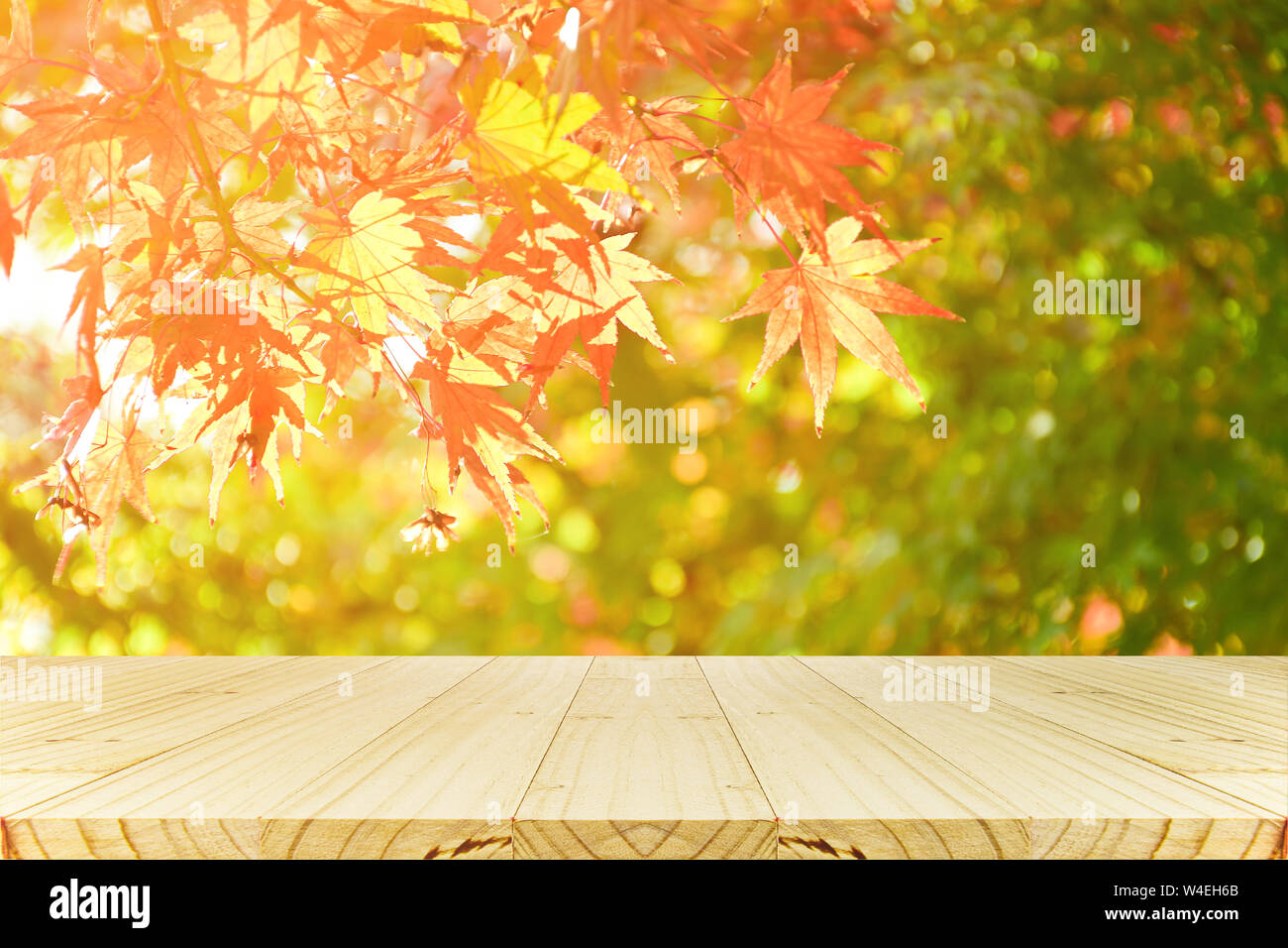 Perspective wood counter with Japanese maple tree garden in autumn ...