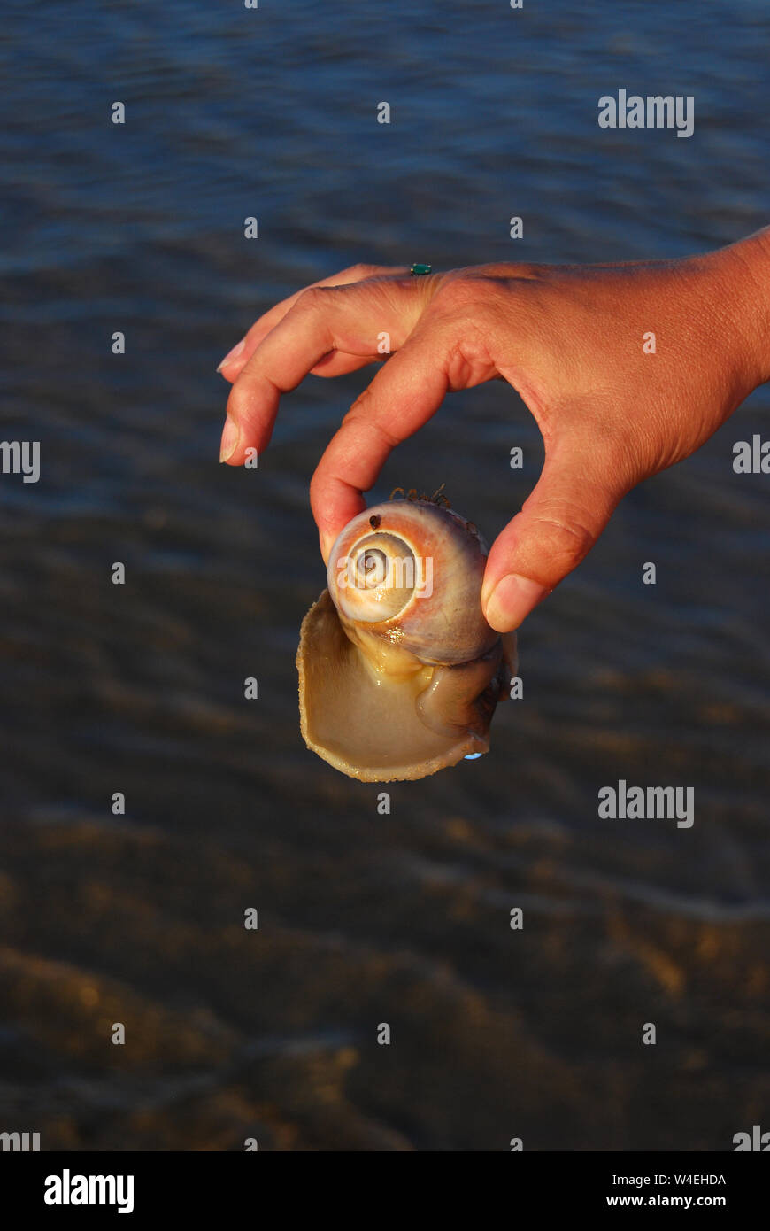 Person holding snail hi-res stock photography and images - Alamy