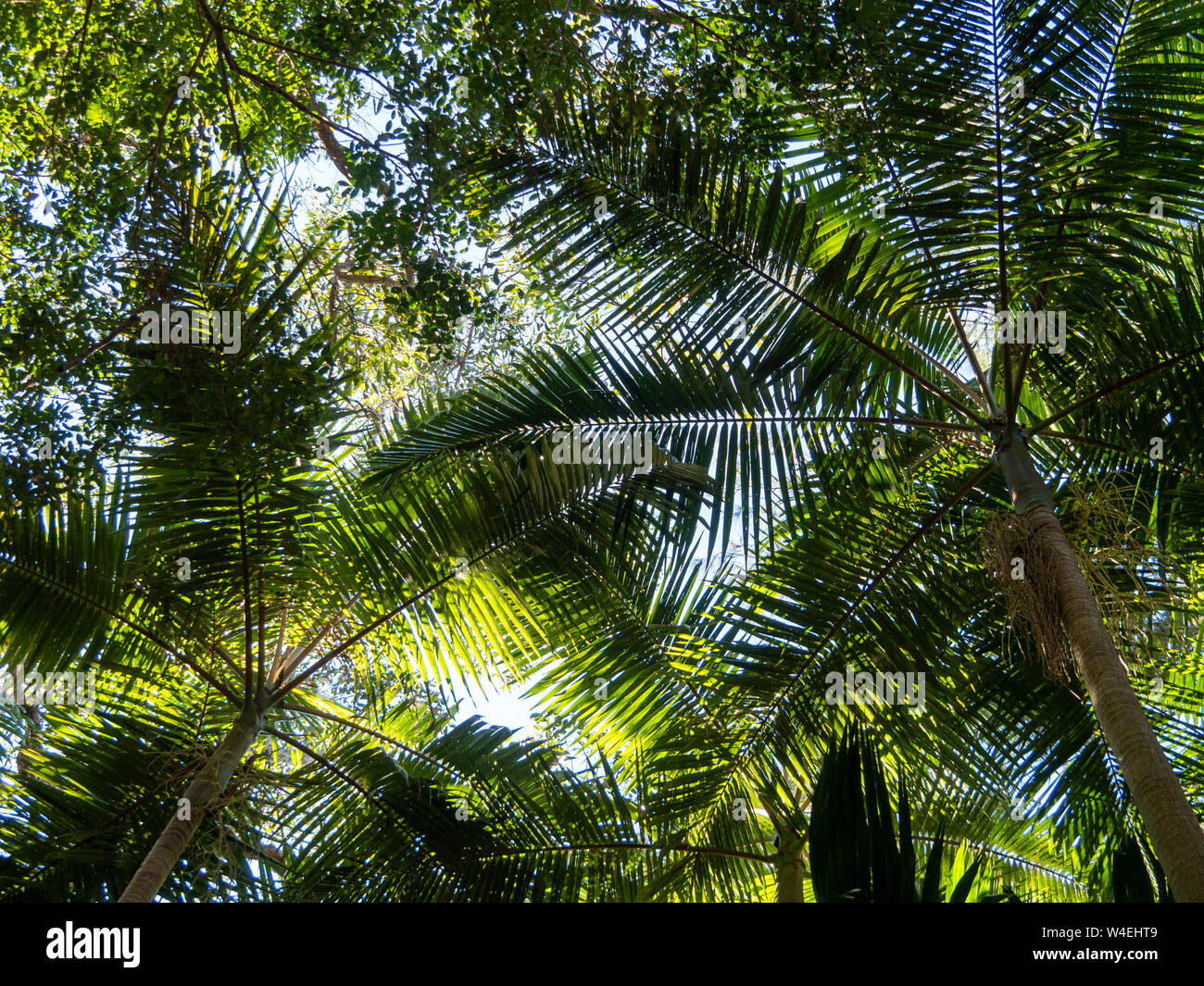 Tree, nature, looking up through the canopy of Palm trees leaves to the ...