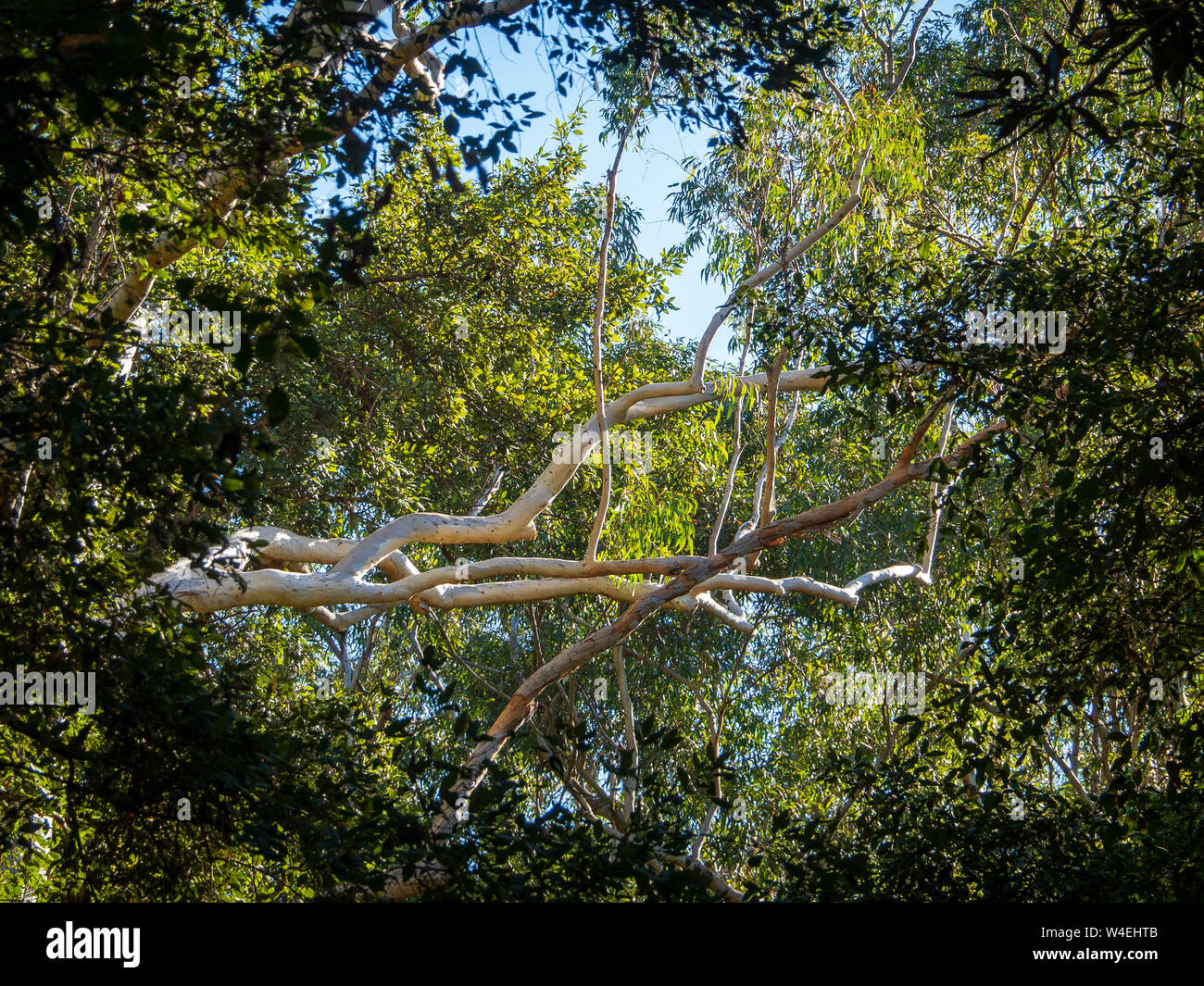 Branching out. Eucalyptus Gum Trees growing tall, canopy of branches ...