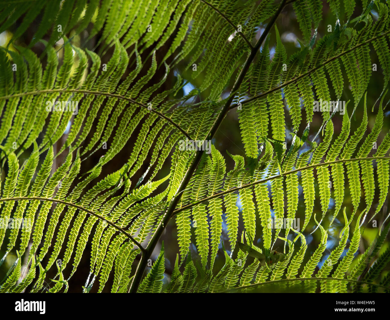 Lacy Tree Fern High Resolution Stock Photography and Images - Alamy
