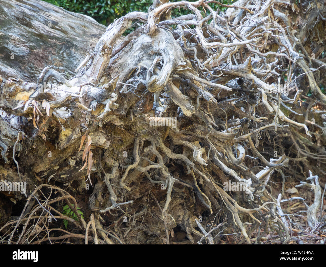 Uprooted tree roots, twisting and tangled, Australia Stock Photo - Alamy