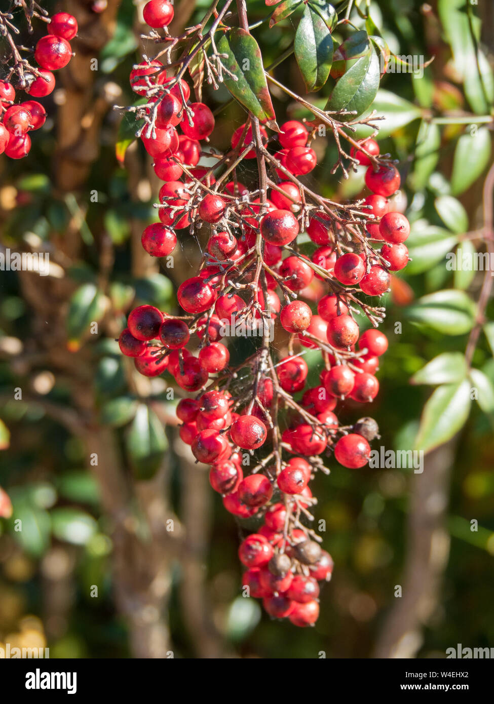 Red berries hanging down Stock Photo - Alamy