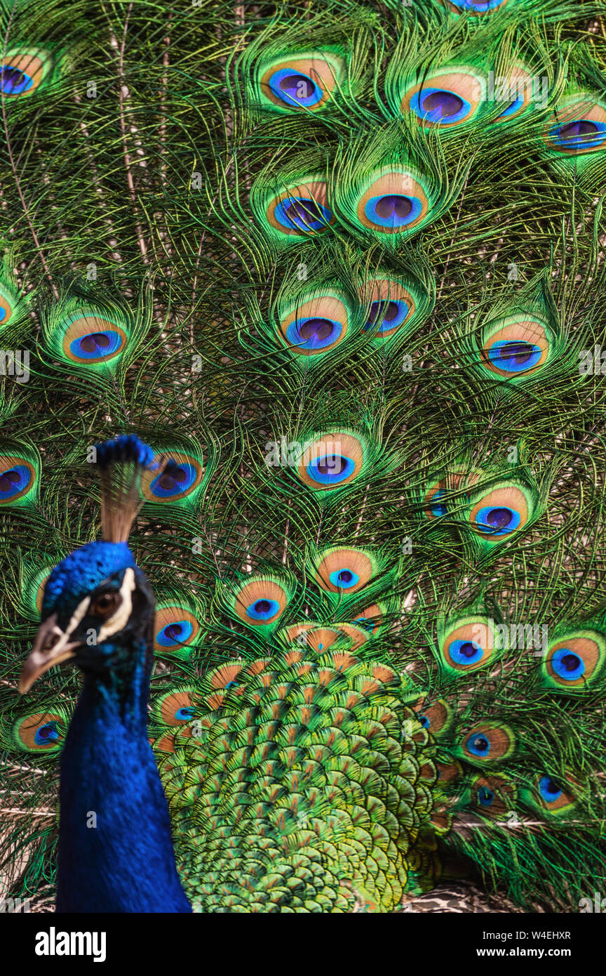 Fanning out hi-res stock photography and images - Alamy