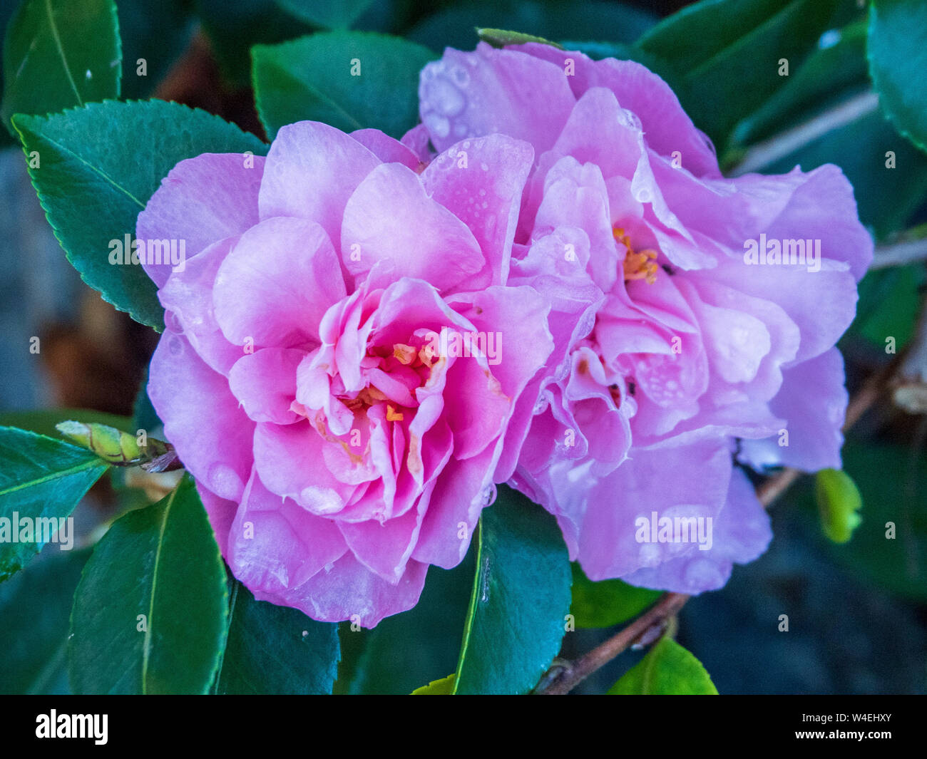 Rain drop on camellia hi-res stock photography and images - Alamy