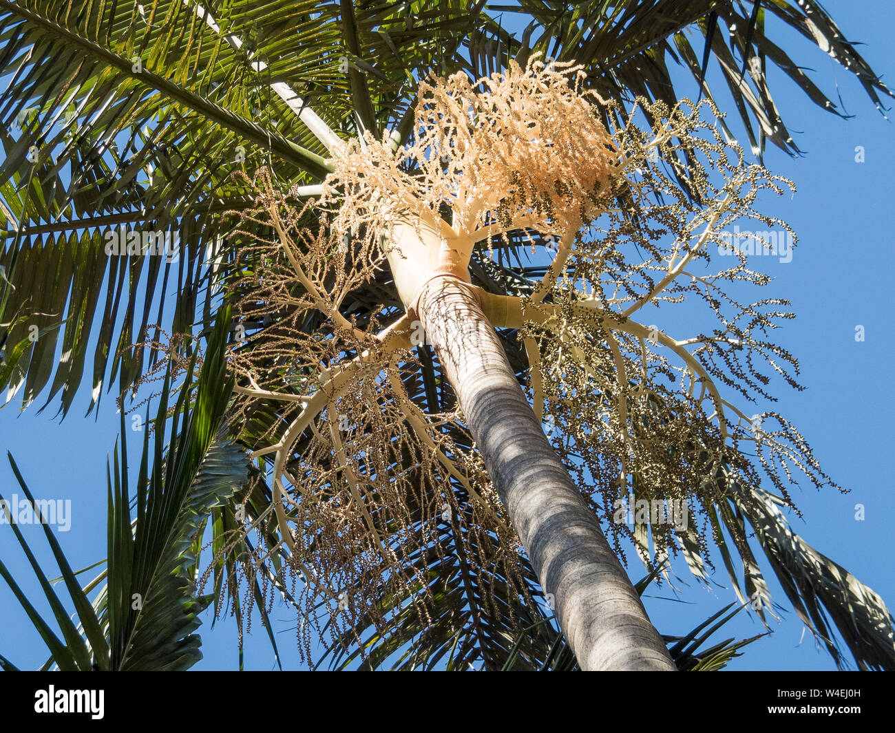 Palm Tree Underneath High Resolution Stock Photography and Images - Alamy