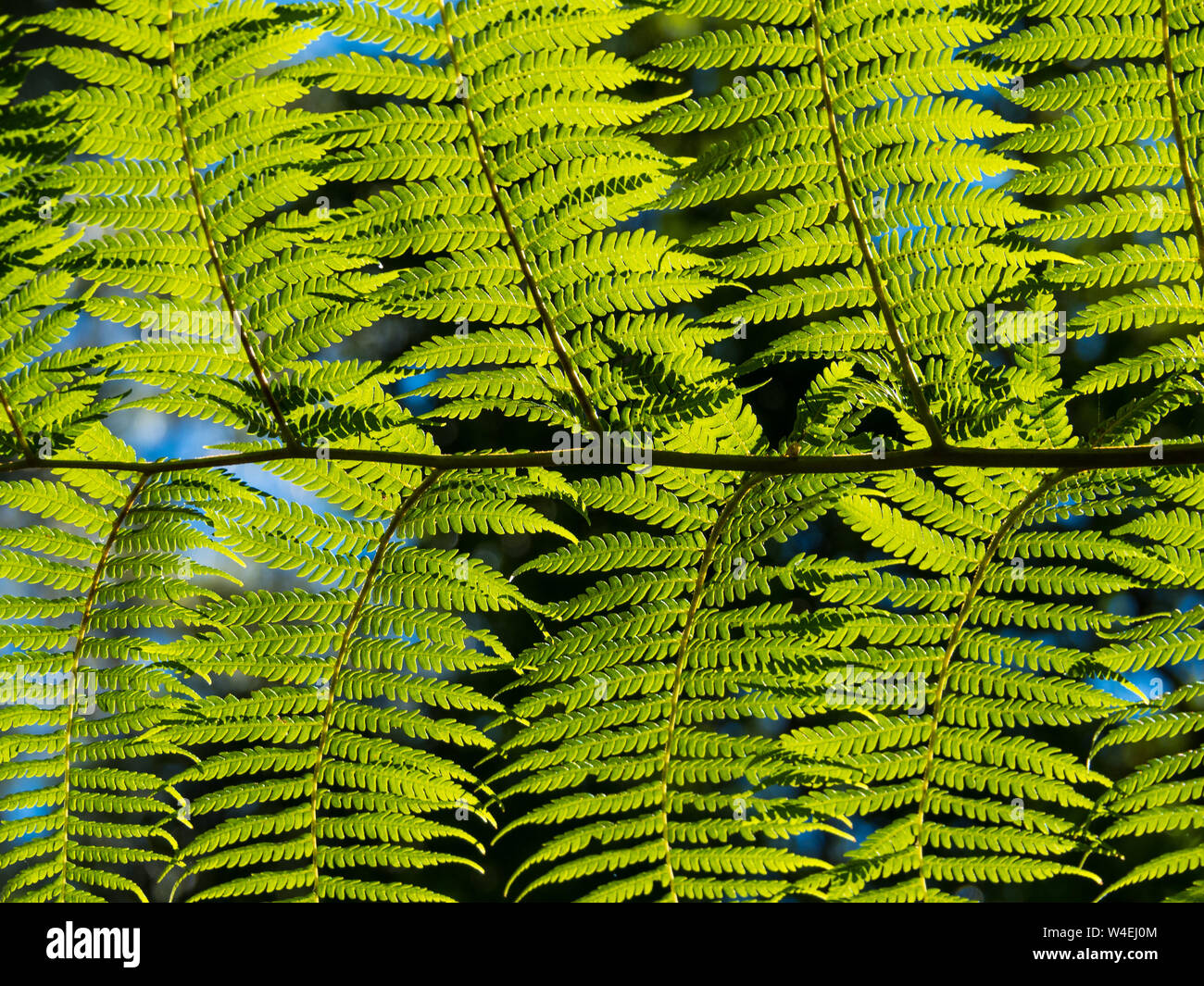 Lacy Tree Fern High Resolution Stock Photography and Images - Alamy
