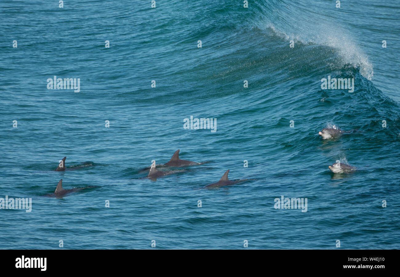A pod of wild Bottlenose Dolphins swimming on waves together, Australia ...