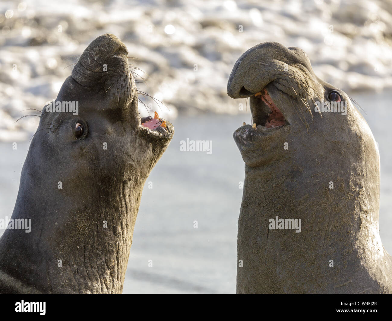 Elephant seal seals molting california hi-res stock photography and ...