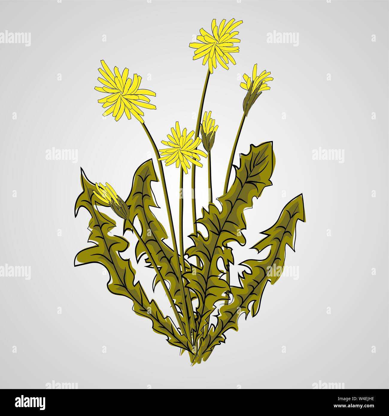 Vector illustration - Dandelion botanical isolated illustration. Plant ...
