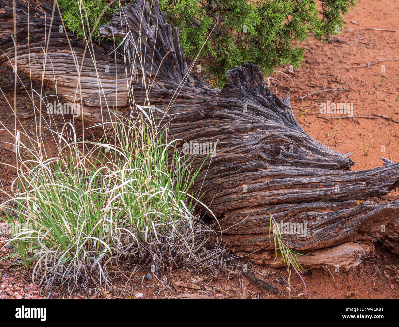 Dead juniper trunk, Nature Trail, Kodachrome Basin State Park ...