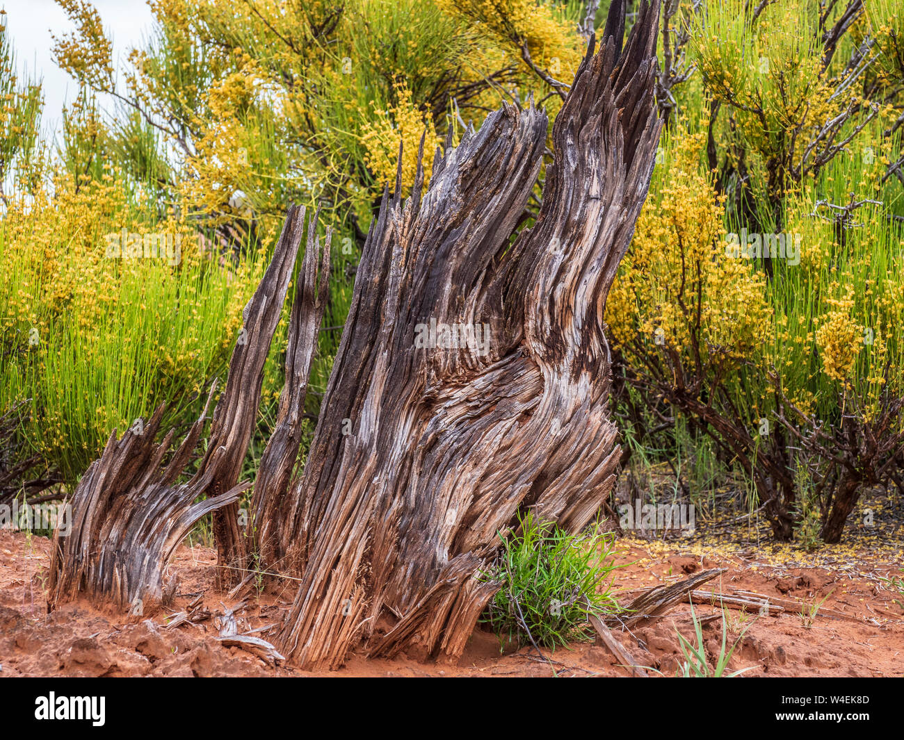 Mormon tea hi-res stock photography and images - Alamy