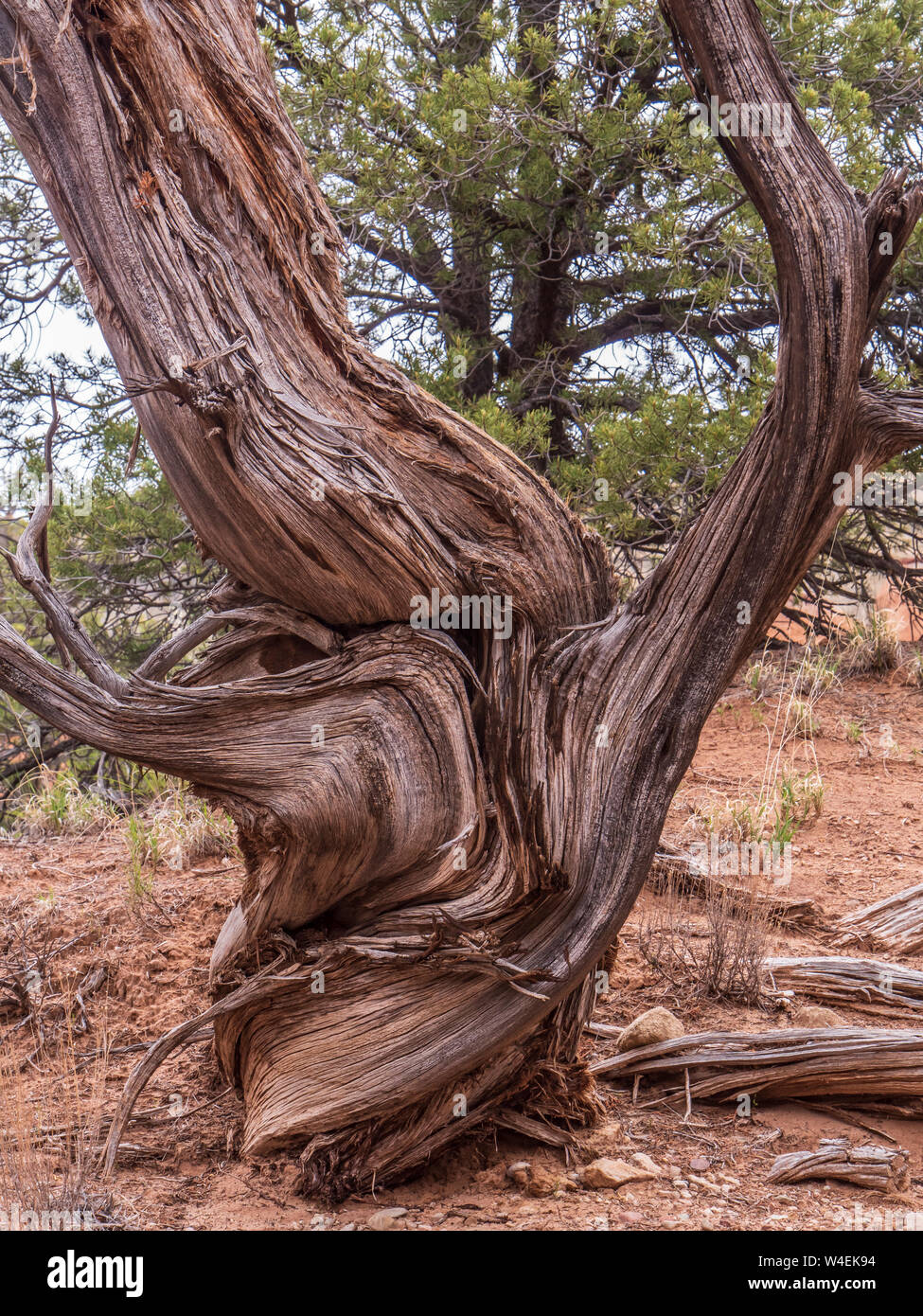 Dead juniper, Nature Trail, Kodachrome Basin State Park, Cannonville ...