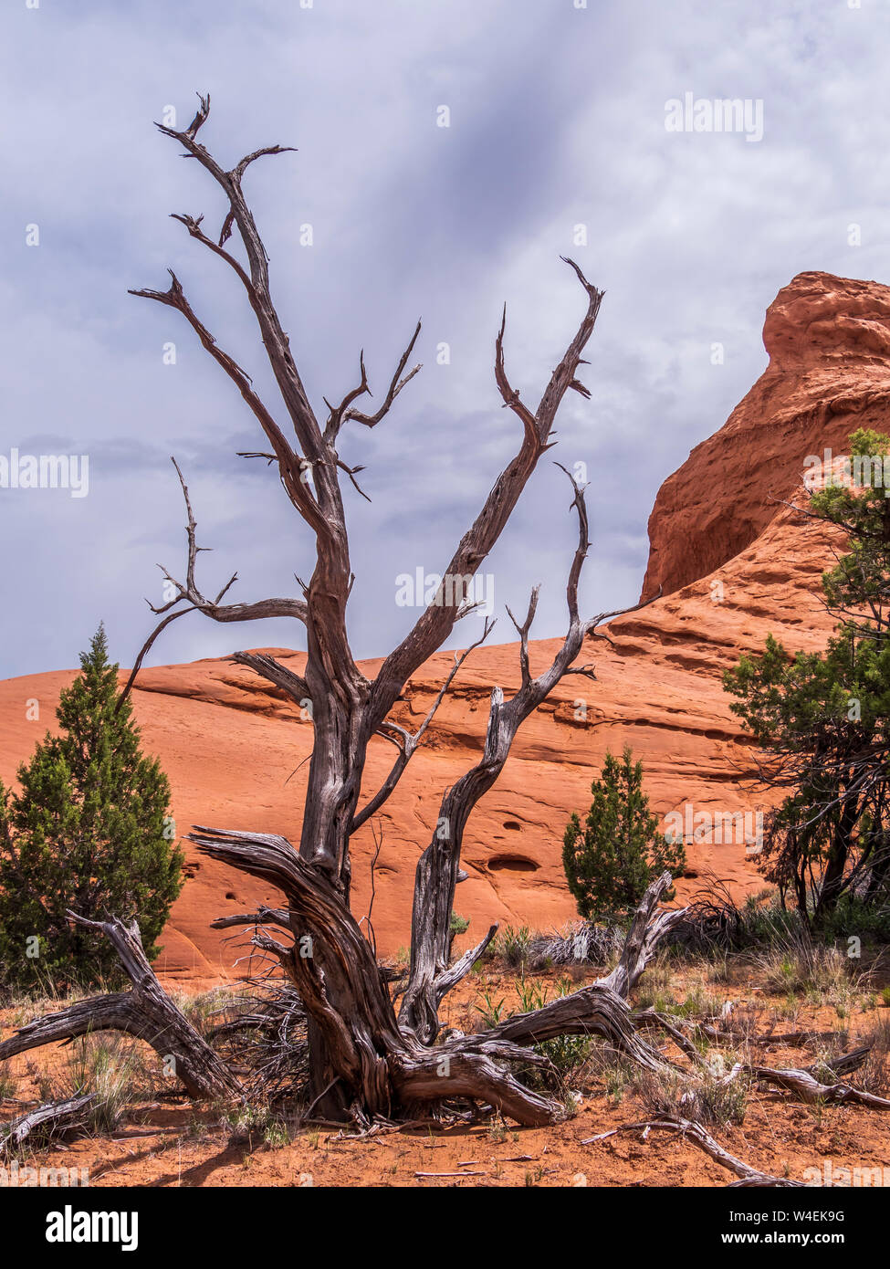 Dead juniper, nature trail, Kodachrome Basin State Park, Cannonville ...