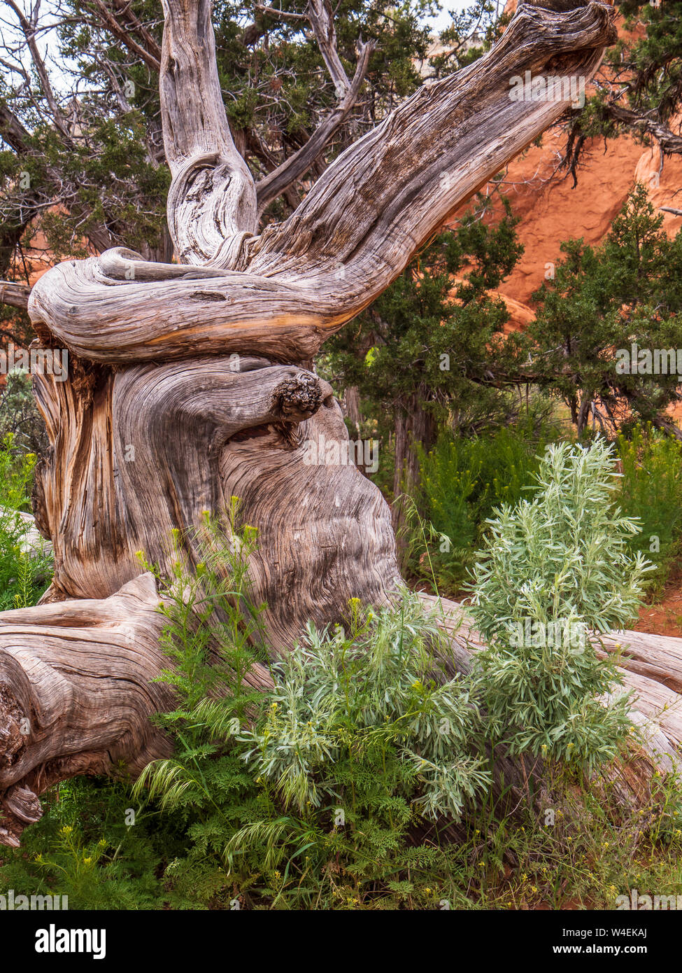 Gnarly dead juniper trunk, group campsite, Kodachrome Basin State Park ...