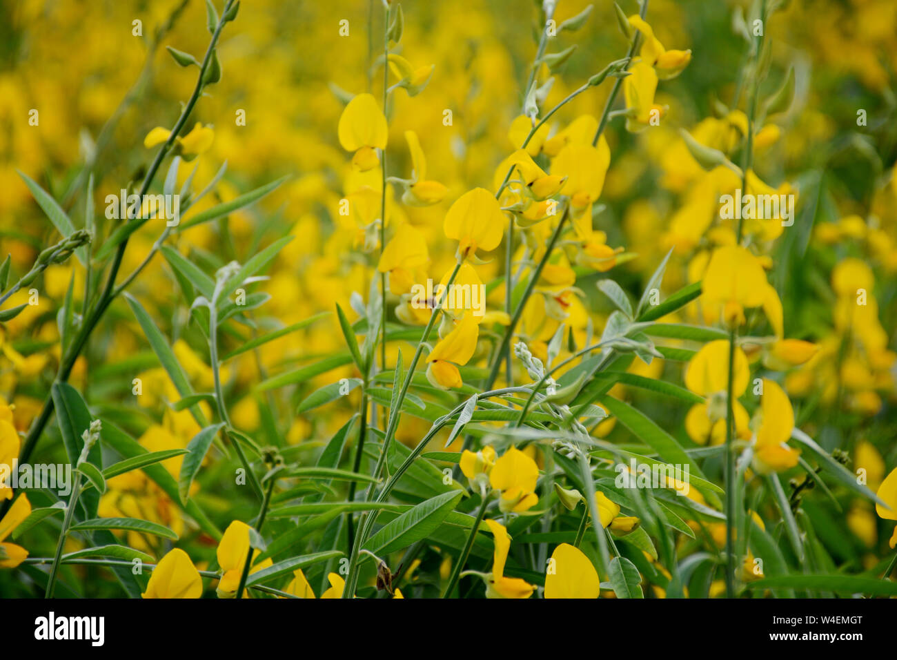 Beautiful view of a Plantation of Yellow Flowers in Florida perfect for ...