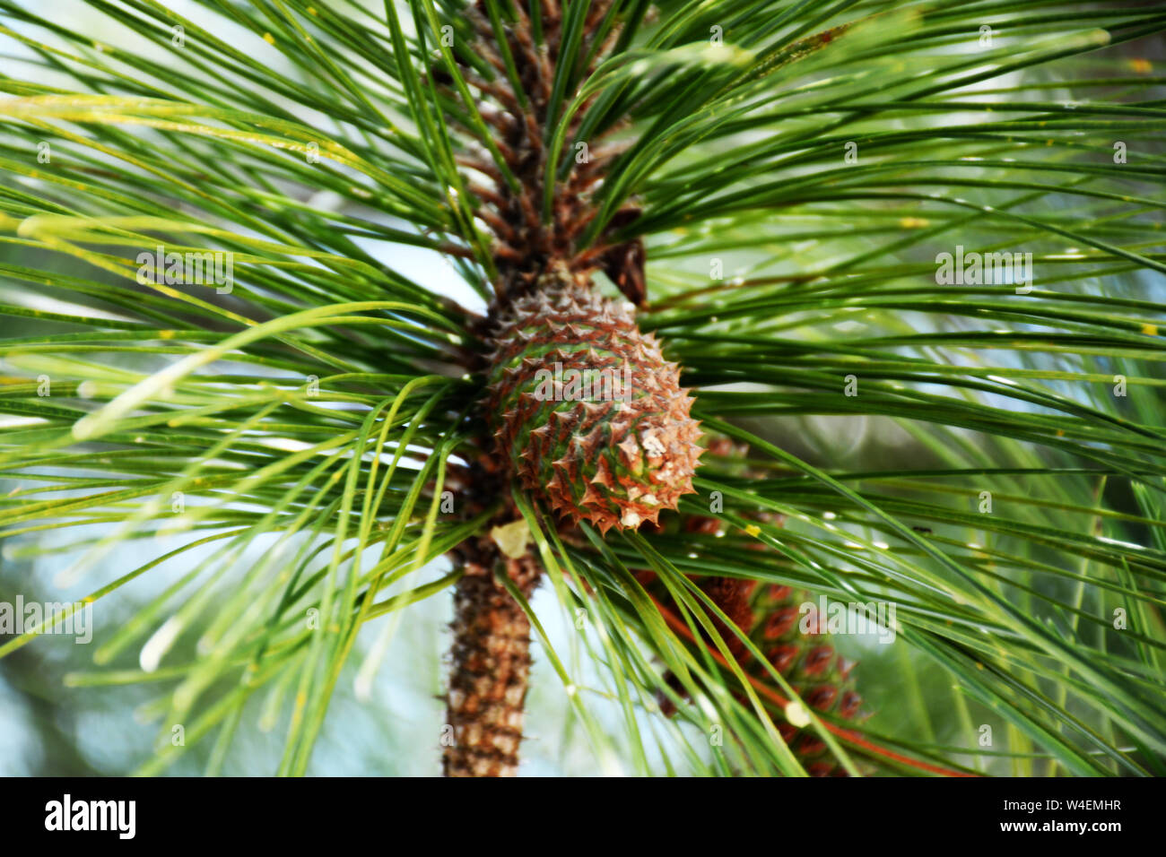 Beautiful Green pinion on a tree Stock Photo - Alamy