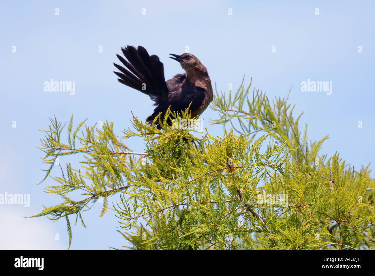 Very ugly bird hi-res stock photography and images - Alamy