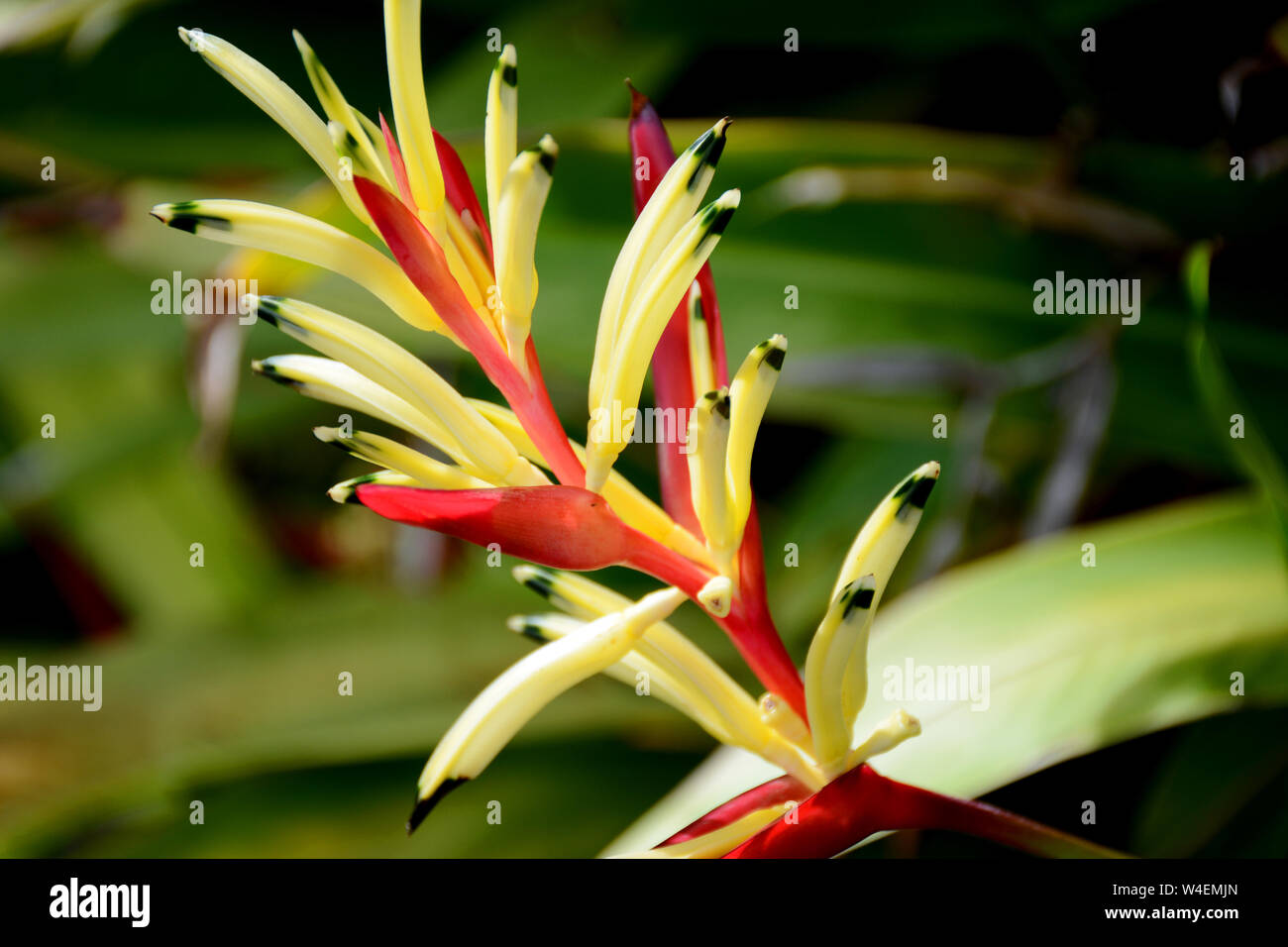 Different Perspective of the petals forms Stock Photo - Alamy