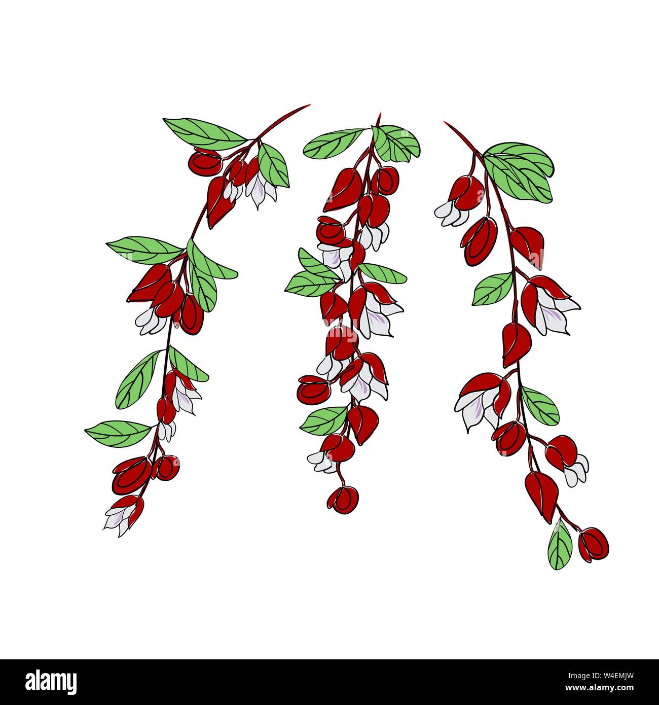 Fiji Blossom, Illustration of Tagimaucia Flower or Medinilla ...
