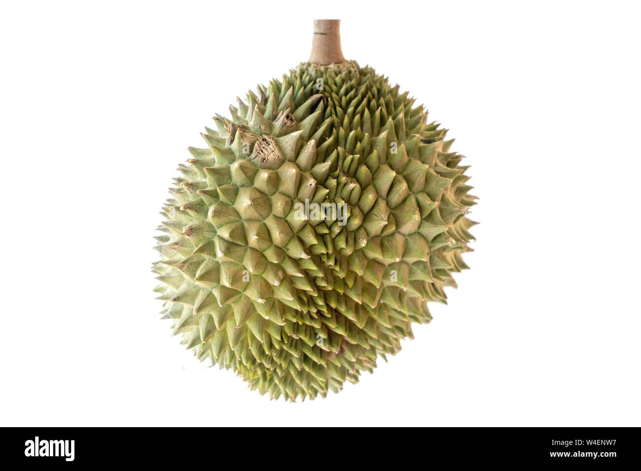 Malaysia famous king of fruits durian Musang King isolated on white ...