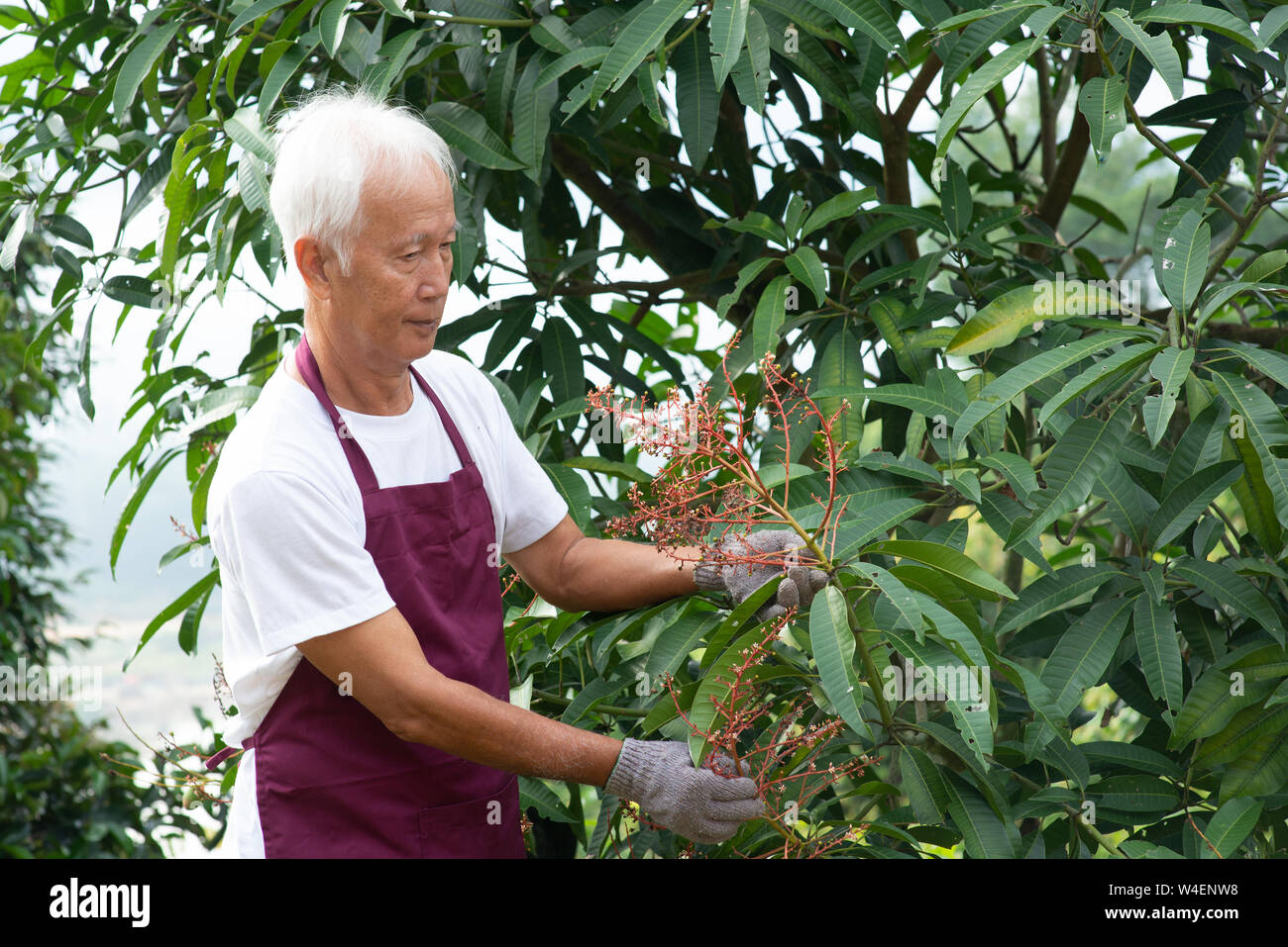 Farmer examining mango tree in orchard Stock Photo - Alamy