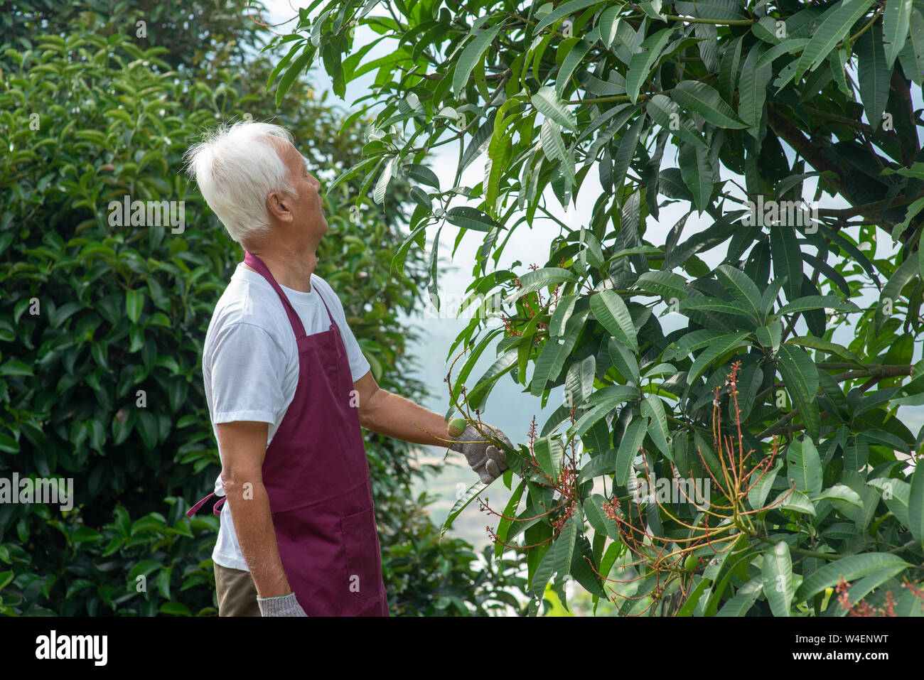 Farmer examining mango tree in orchard Stock Photo - Alamy