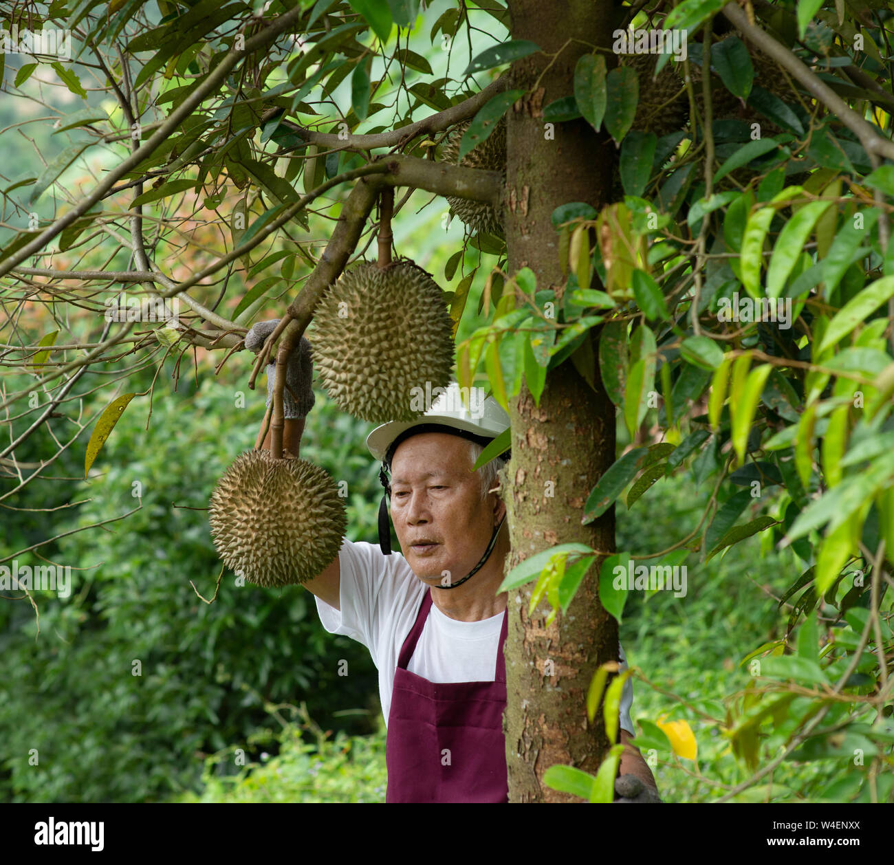 Durian tree hi-res stock photography and images - Alamy