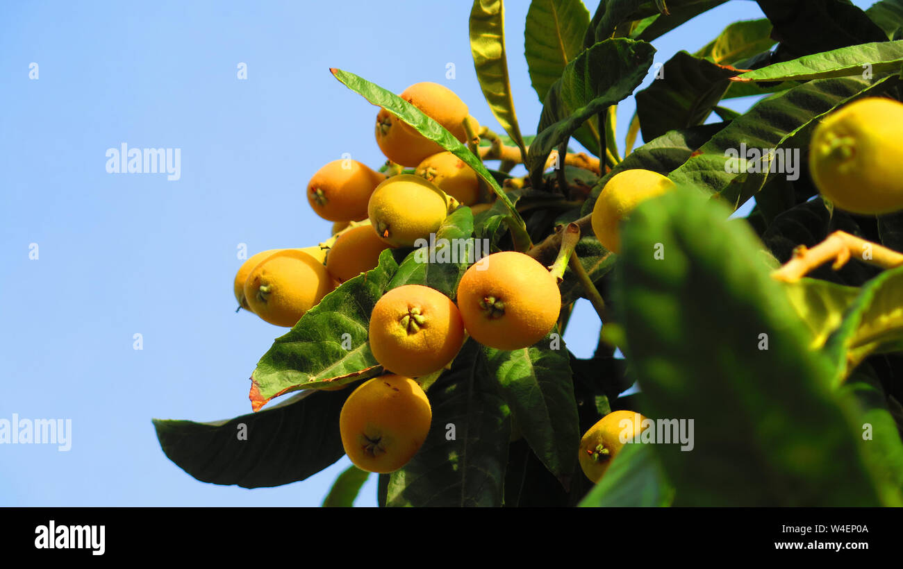 Nispero tree hi-res stock photography and images - Alamy