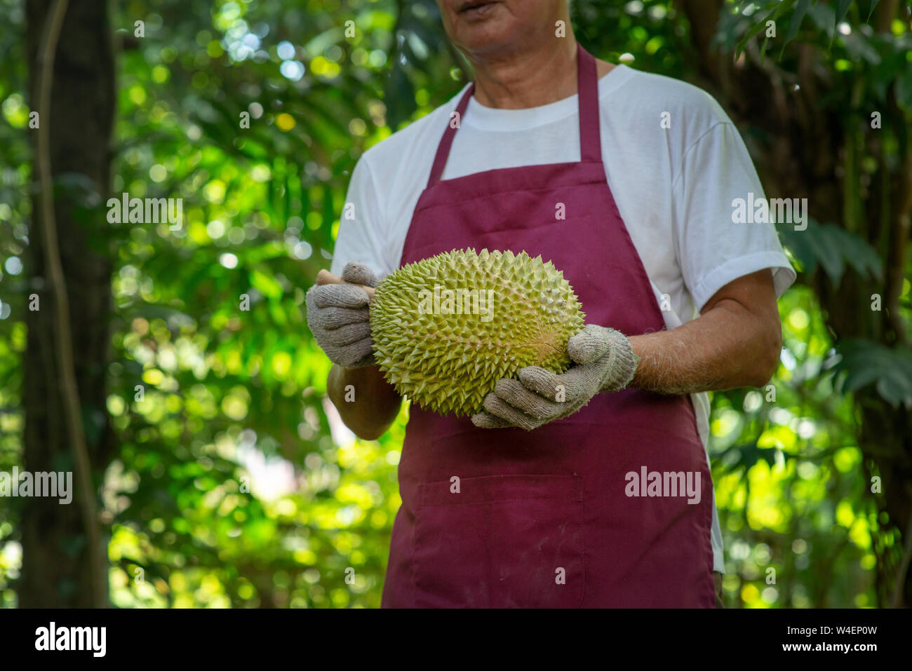 Farmer and musang king durian in orchard Stock Photo - Alamy