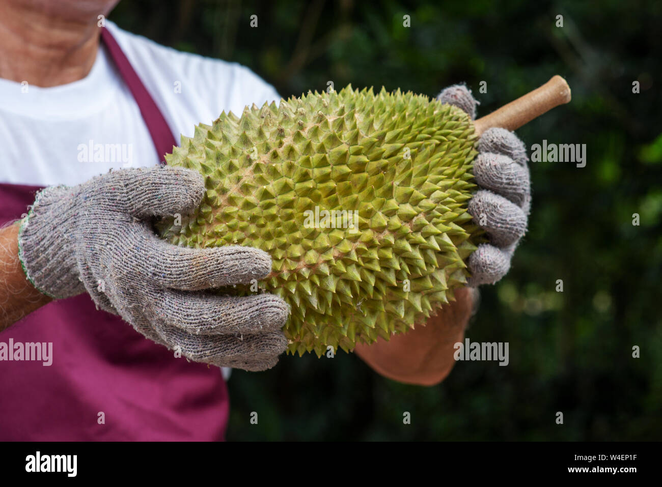 Farmer and musang king durian in orchard Stock Photo - Alamy