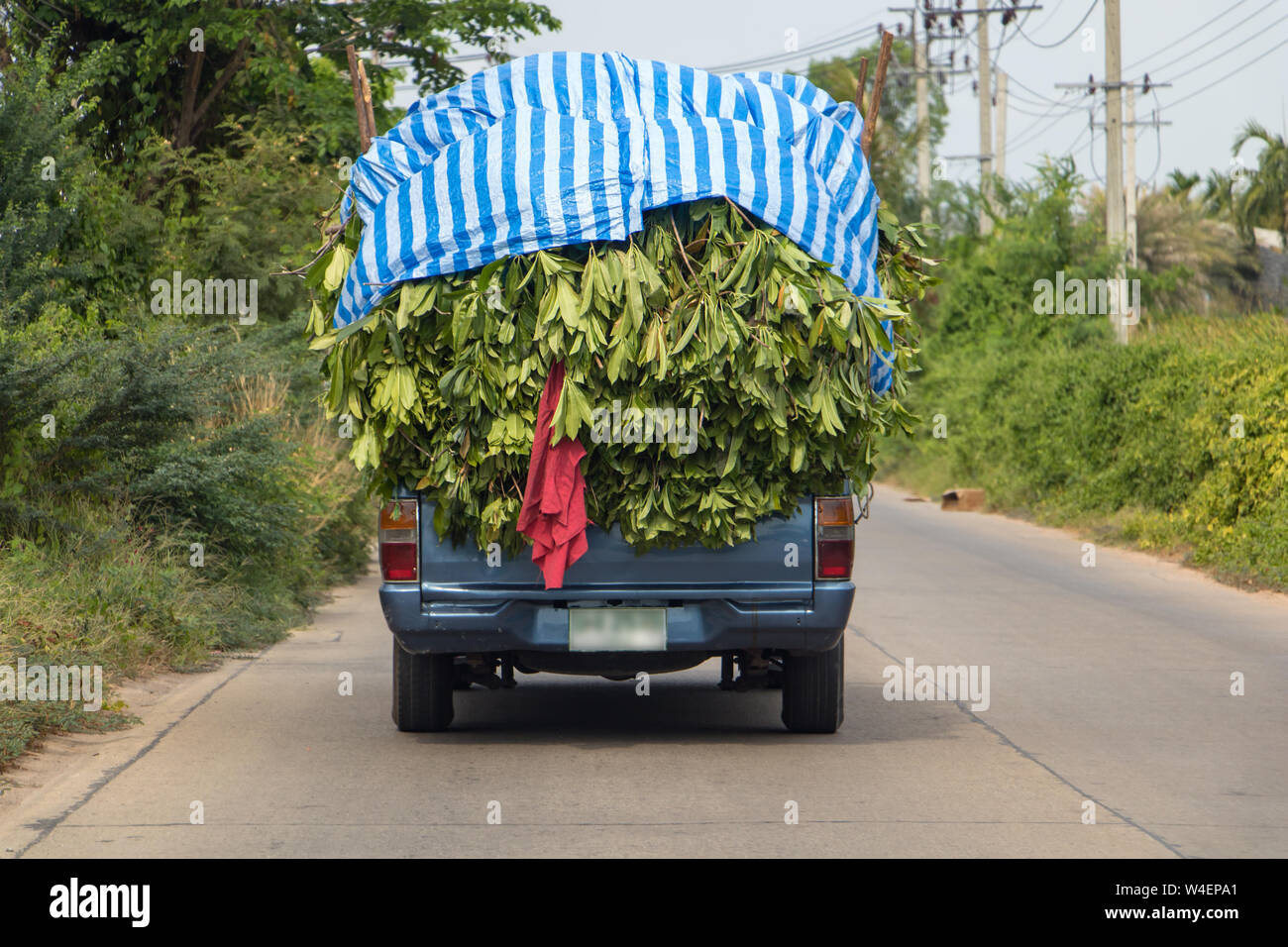 Pickup carries trees for planting. Transporting trees for horticulture ...