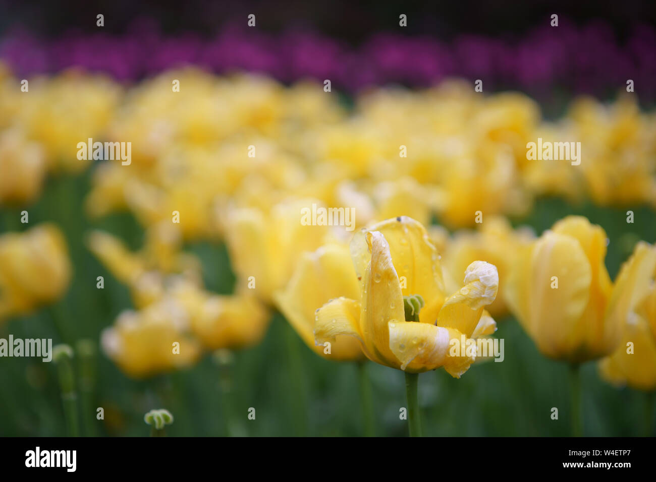 Dutch flower field bloom in spring season.Exotic decorative plants grow ...