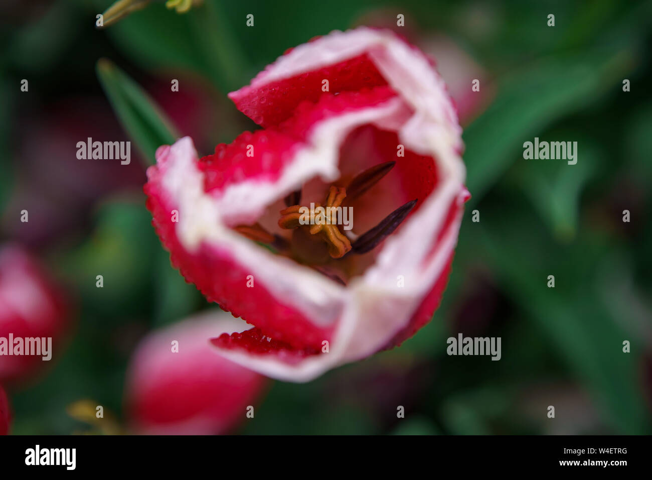 Exotic spring flowers grow in Netherlands.Beautiful dutch flower field ...