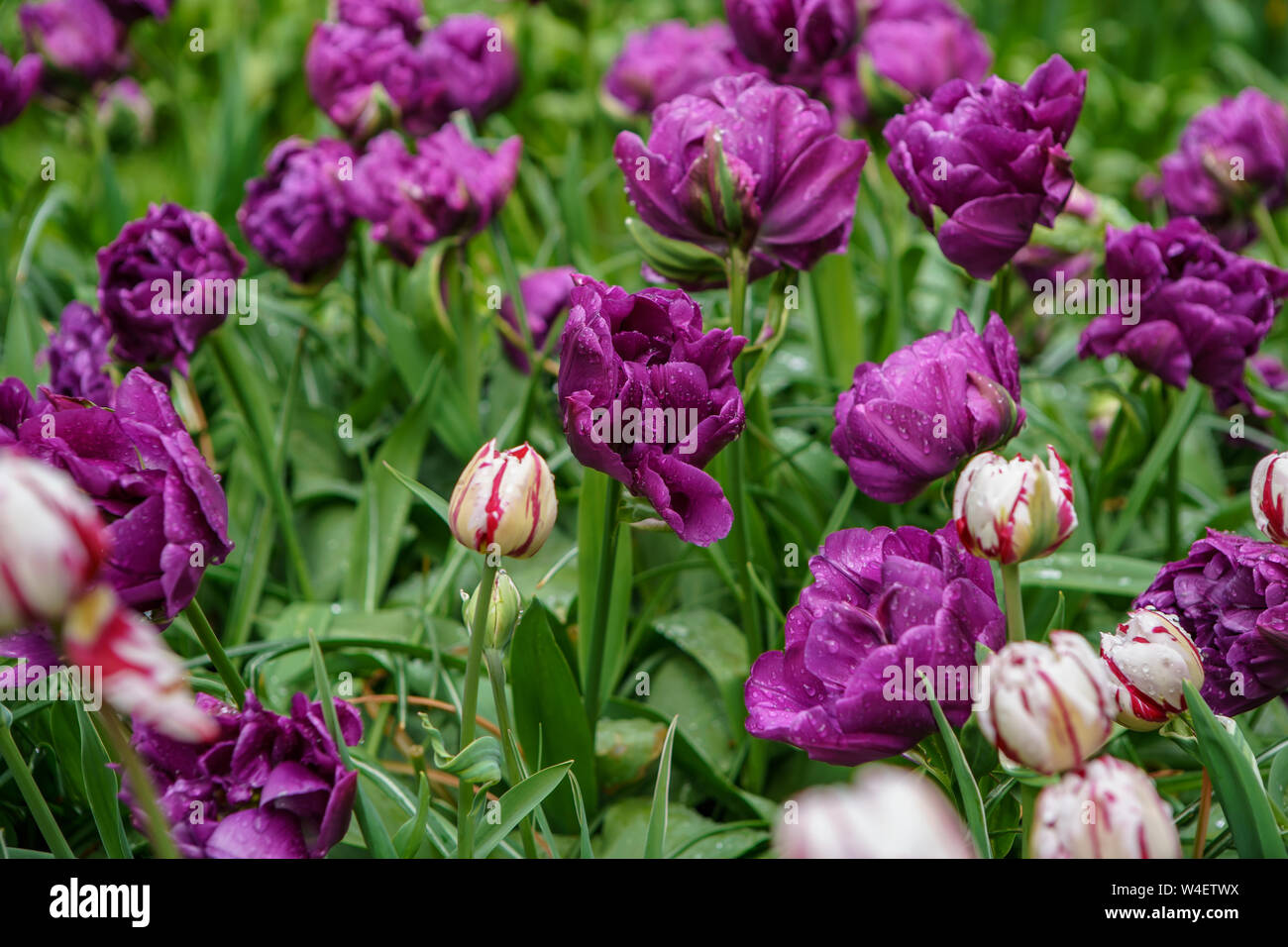 Dutch flower field bloom in spring season.Exotic decorative plants grow ...