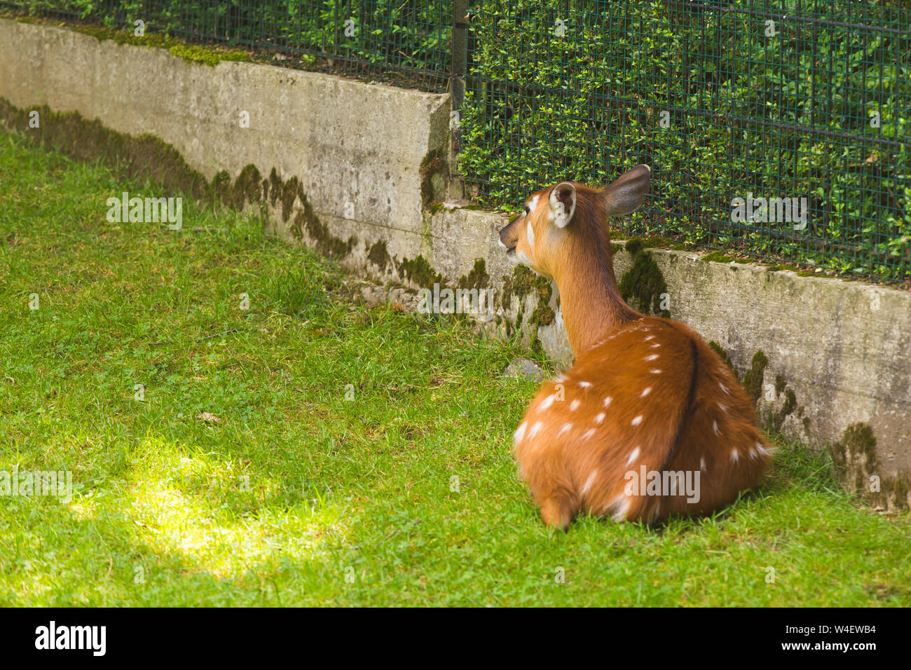 Back view of roe deer on the meadow. Zoo, wild animals and mammal ...