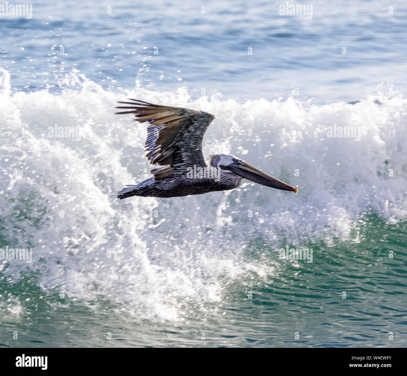 Pelican Gliding High Resolution Stock Photography and Images - Alamy