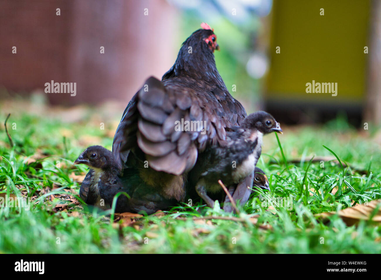 A black hen is protecting the little black dark chicks on the green ...