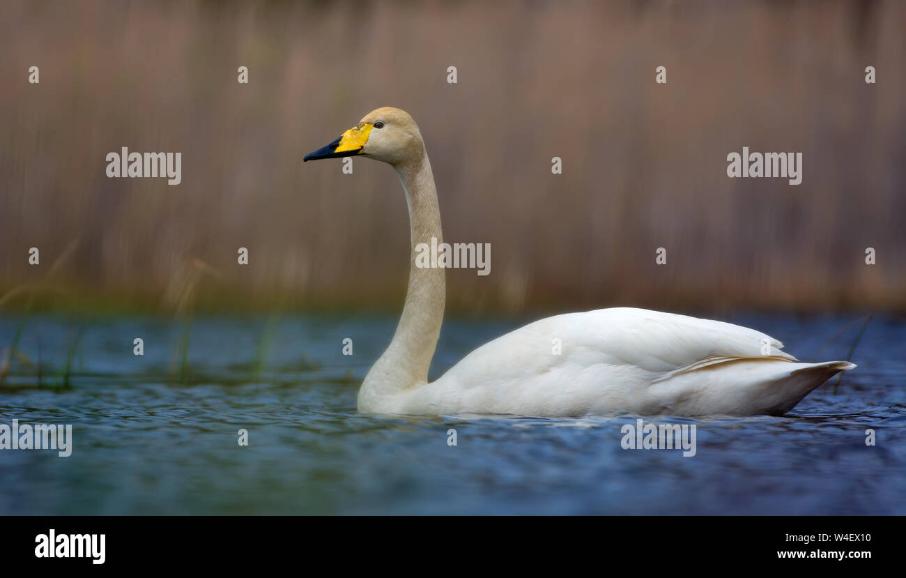 Big swan posing hi-res stock photography and images - Alamy